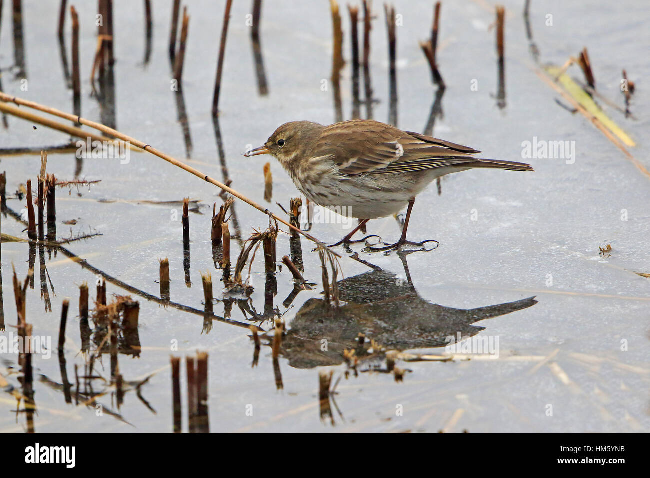 Water Pipit walking on ice Stock Photo - Alamy