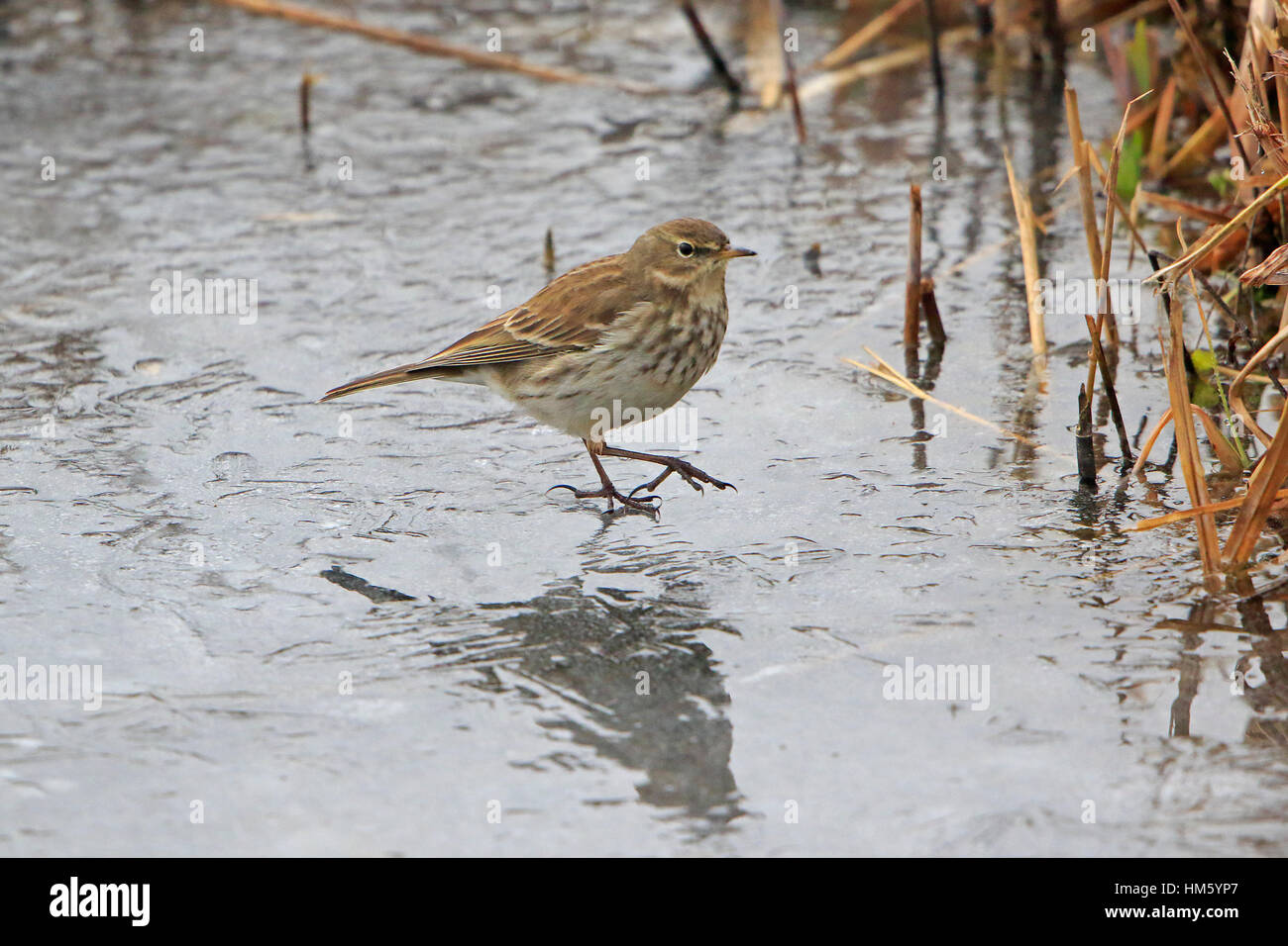 Water Pipit walking on ice Stock Photo - Alamy