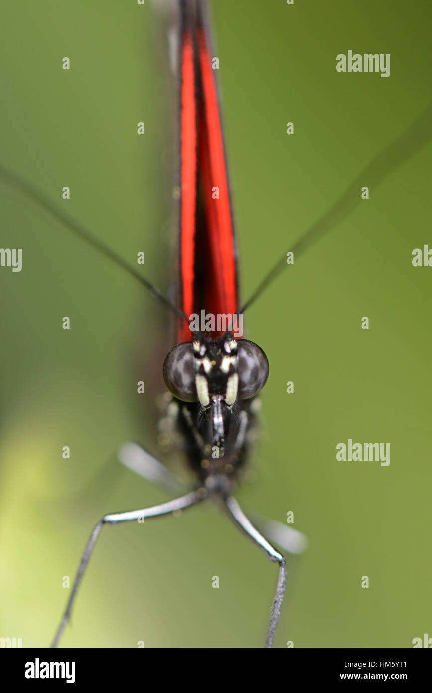 Compound eye butterfly hi-res stock photography and images - Alamy