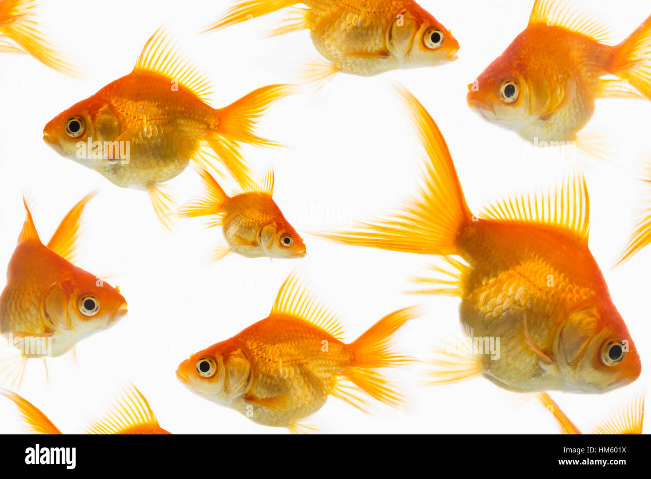 Goldfish in water Stock Photo - Alamy
