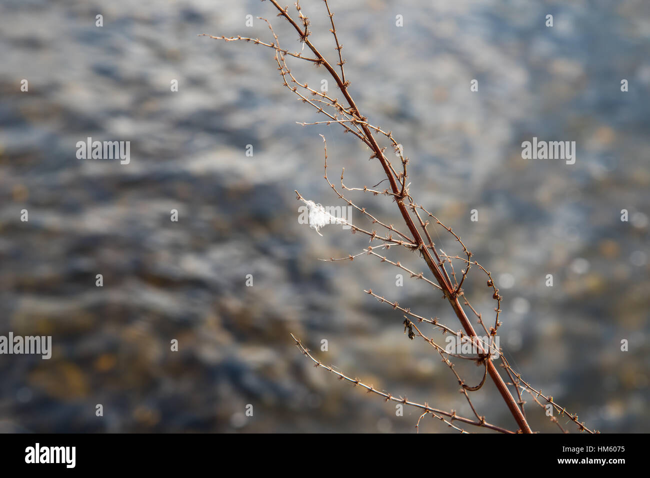 Branch over water Stock Photo - Alamy