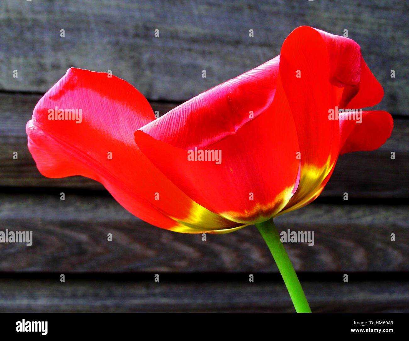 Red tulip flower Stock Photo - Alamy