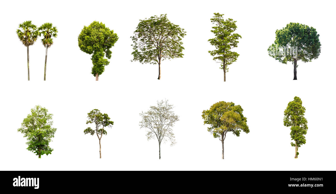 Collection of Tree isolated on a white background Stock Photo - Alamy