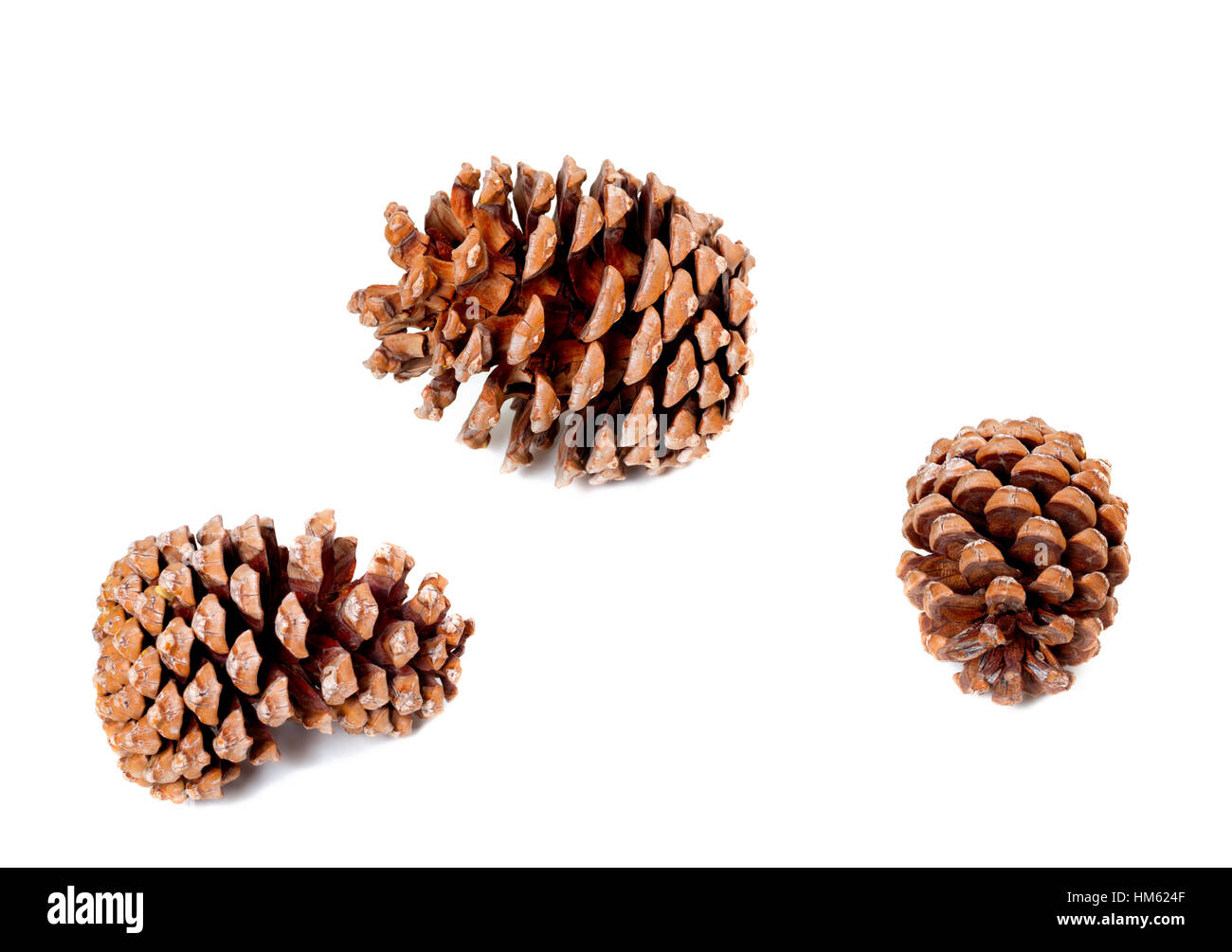 Three big pine cones. Isolated on white background Stock Photo - Alamy
