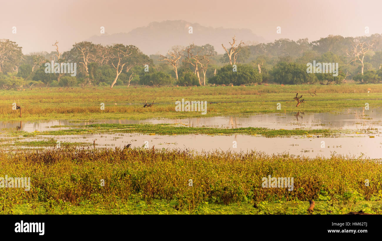 Sri Lanka: swamp landscape in Yala National Park Stock Photo - Alamy