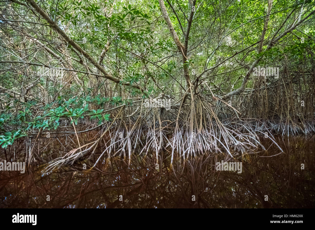 Mysterious mangrove forest, Celestun nature reserve, Yucatan, Mexico ...