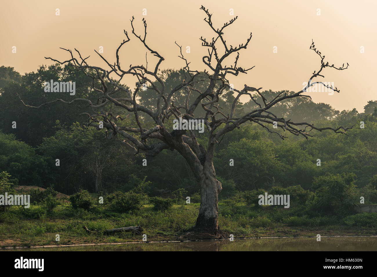 Sri Lanka: swamp landscape in Yala National Park Stock Photo - Alamy