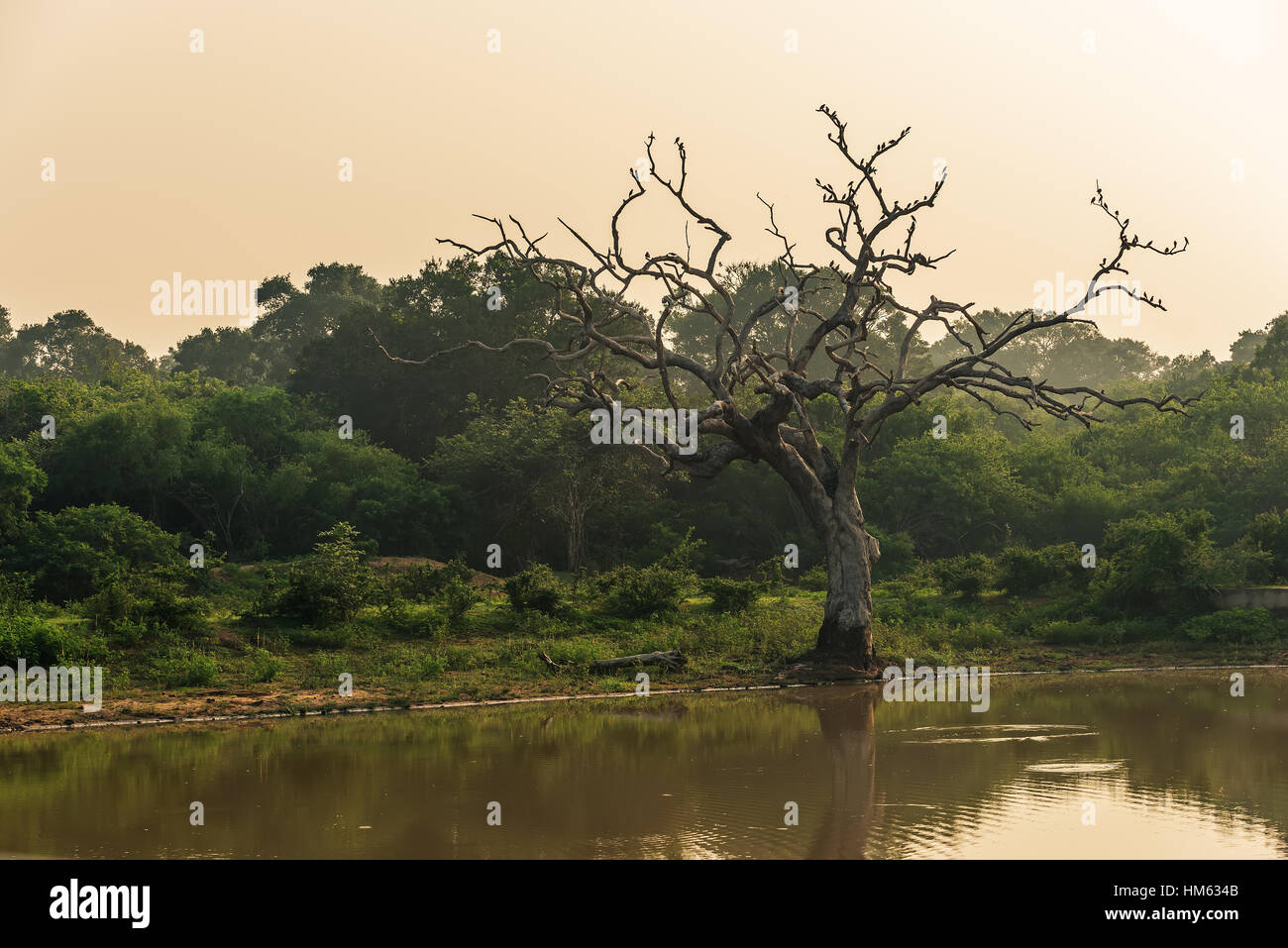 Sri Lanka: swamp landscape in Yala National Park Stock Photo - Alamy
