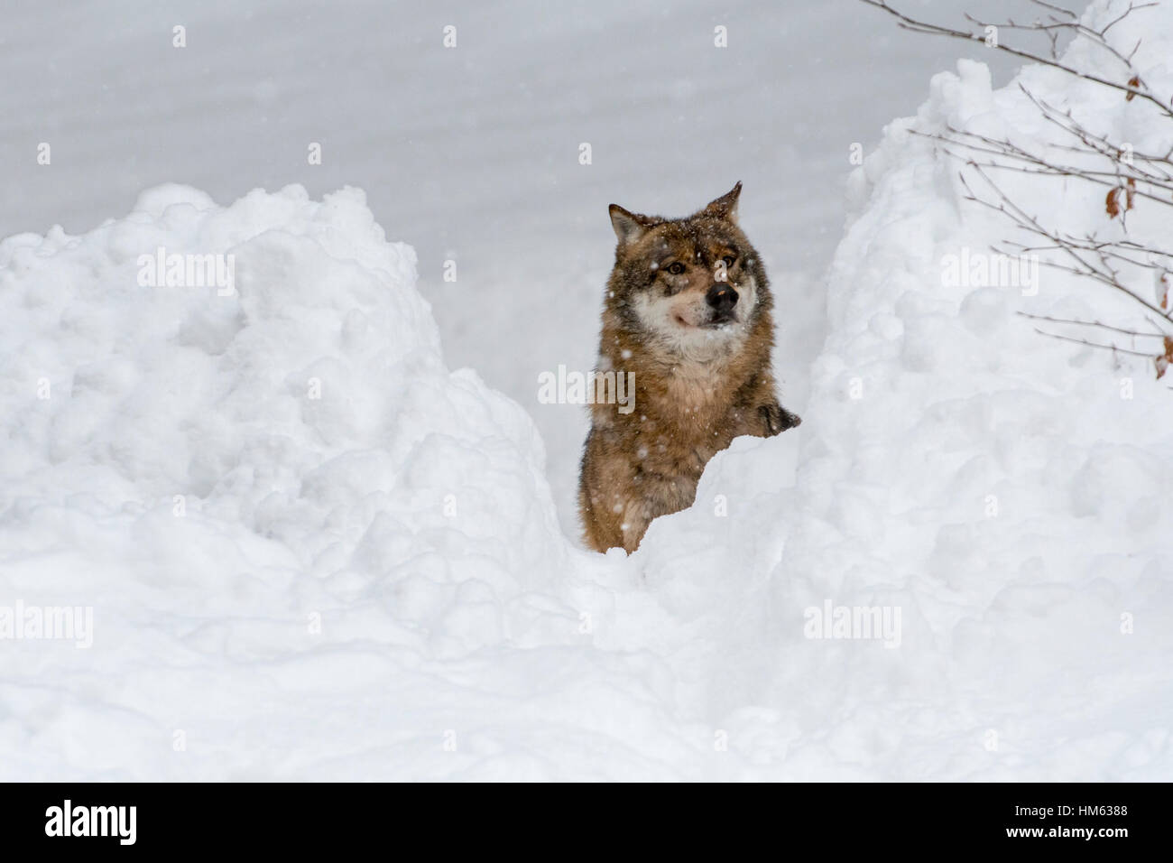 Solitary gray wolf / grey wolf (Canis lupus) looking through gap in deep snow during snowfall in ...