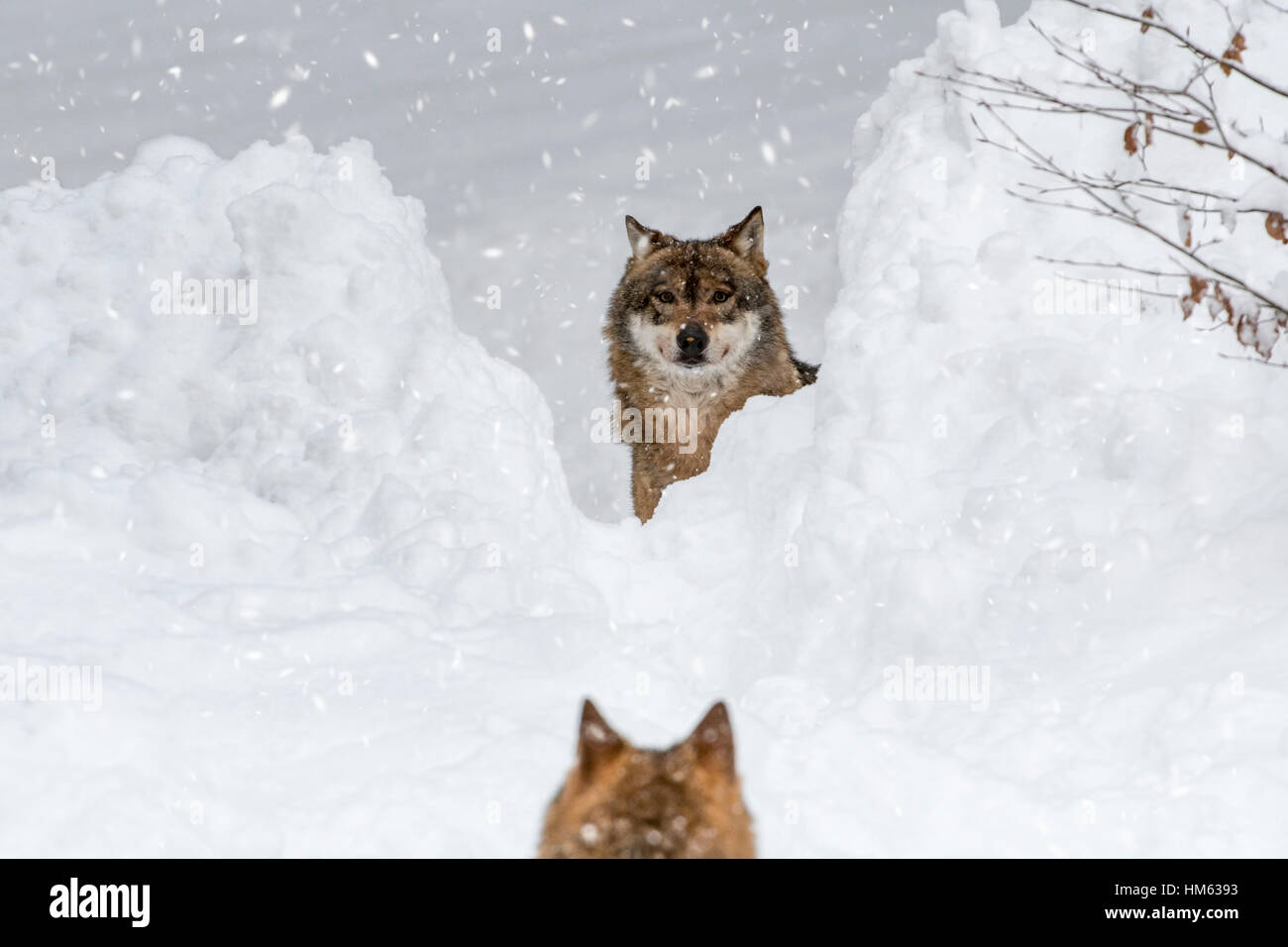 Gray wolf / grey wolf (Canis lupus) looking through gap in deep snow at pack member during ...