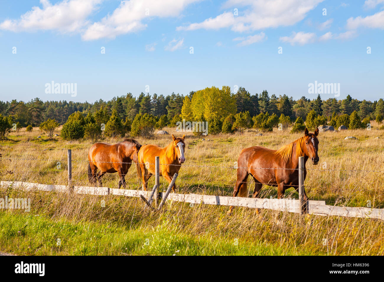 Beautiful brown horses in field near a fence Stock Photo - Alamy