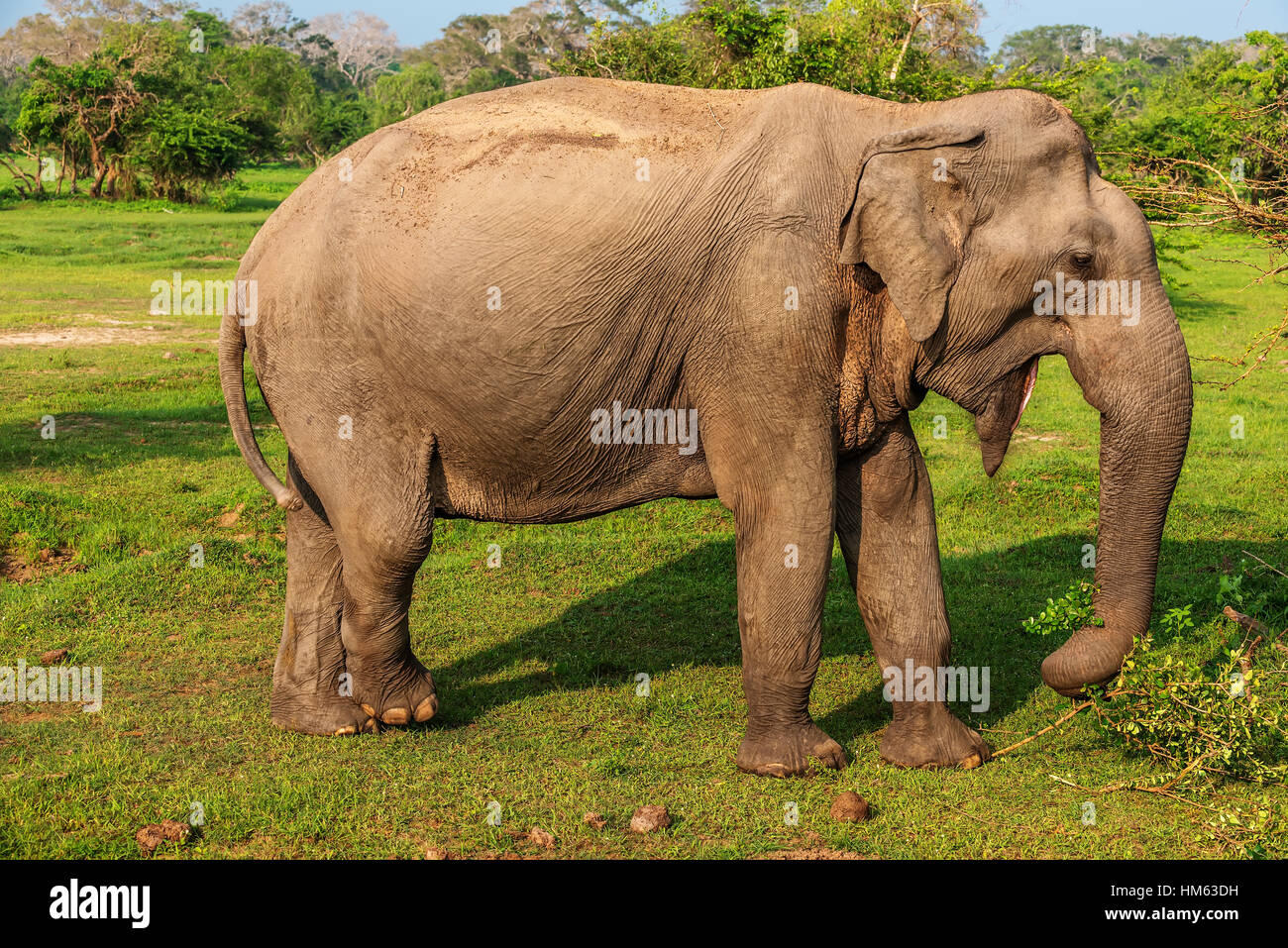 National animal of sri lanka hi-res stock photography and images - Alamy