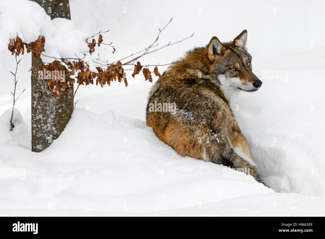 Solitary gray wolf / grey wolf (Canis lupus) walking in deep snow in ...