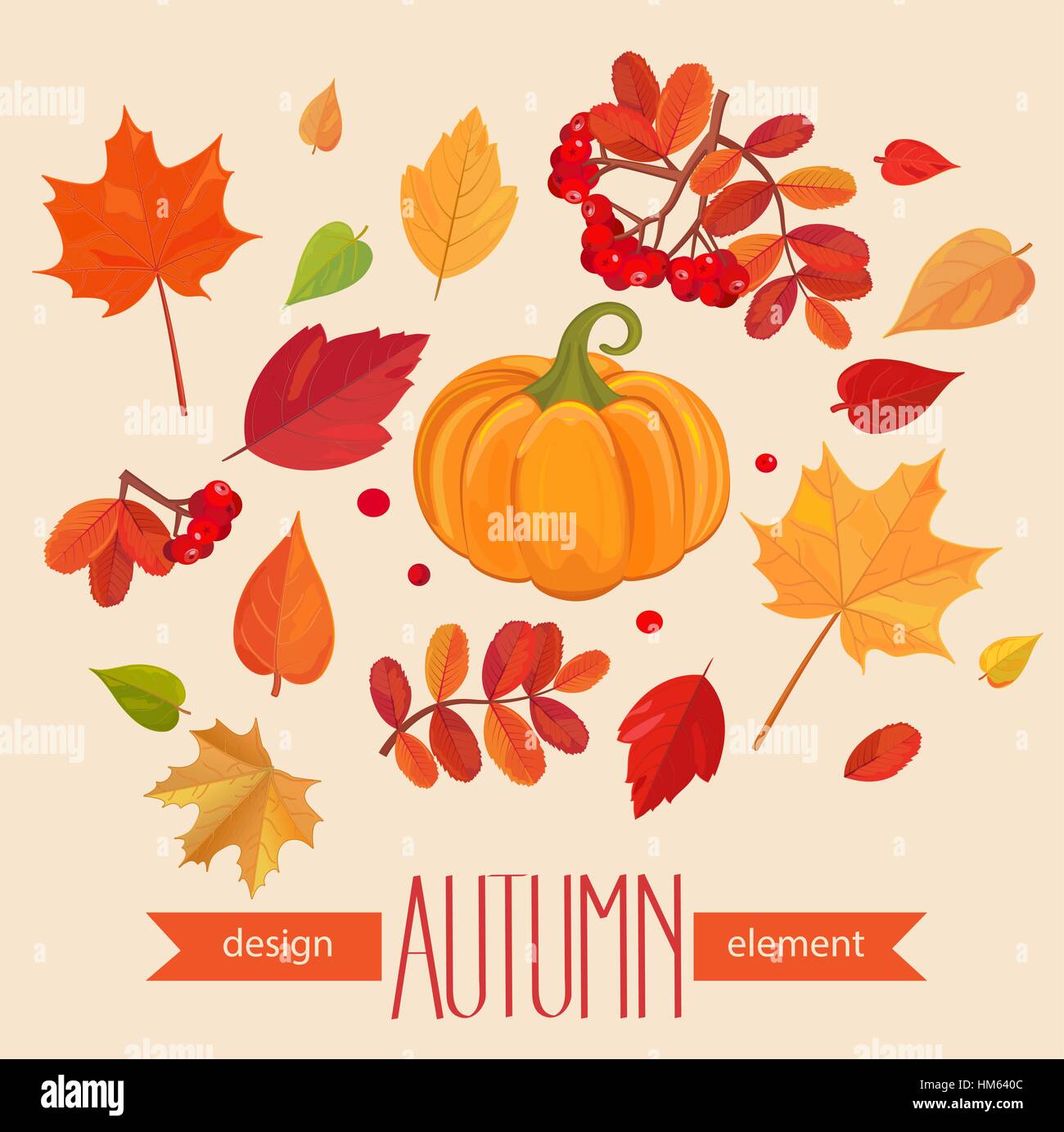 Color autumn leaves and pumpkin. Fall leaf set. Vector illustration ...