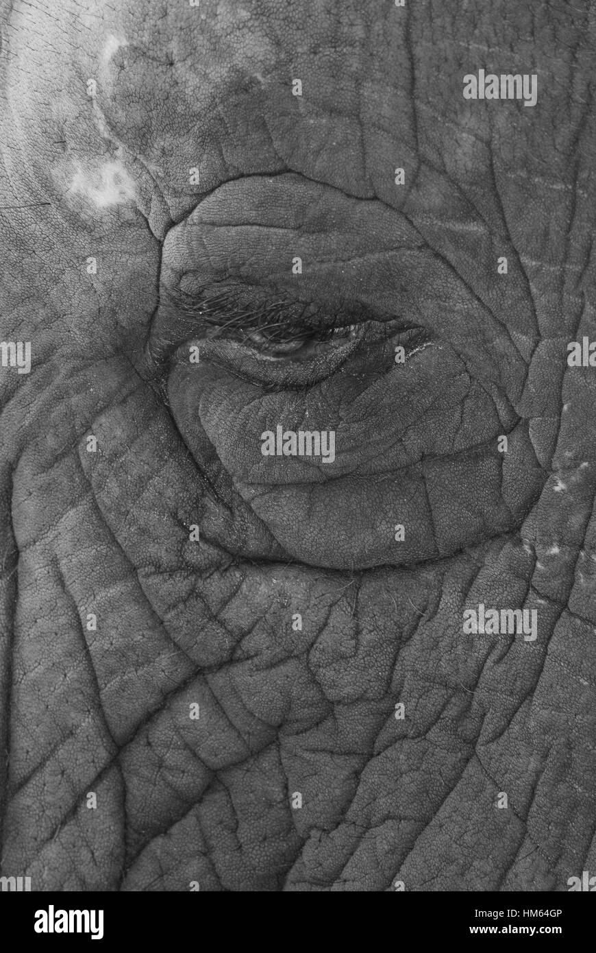 Black white elephant eye hi-res stock photography and images - Alamy
