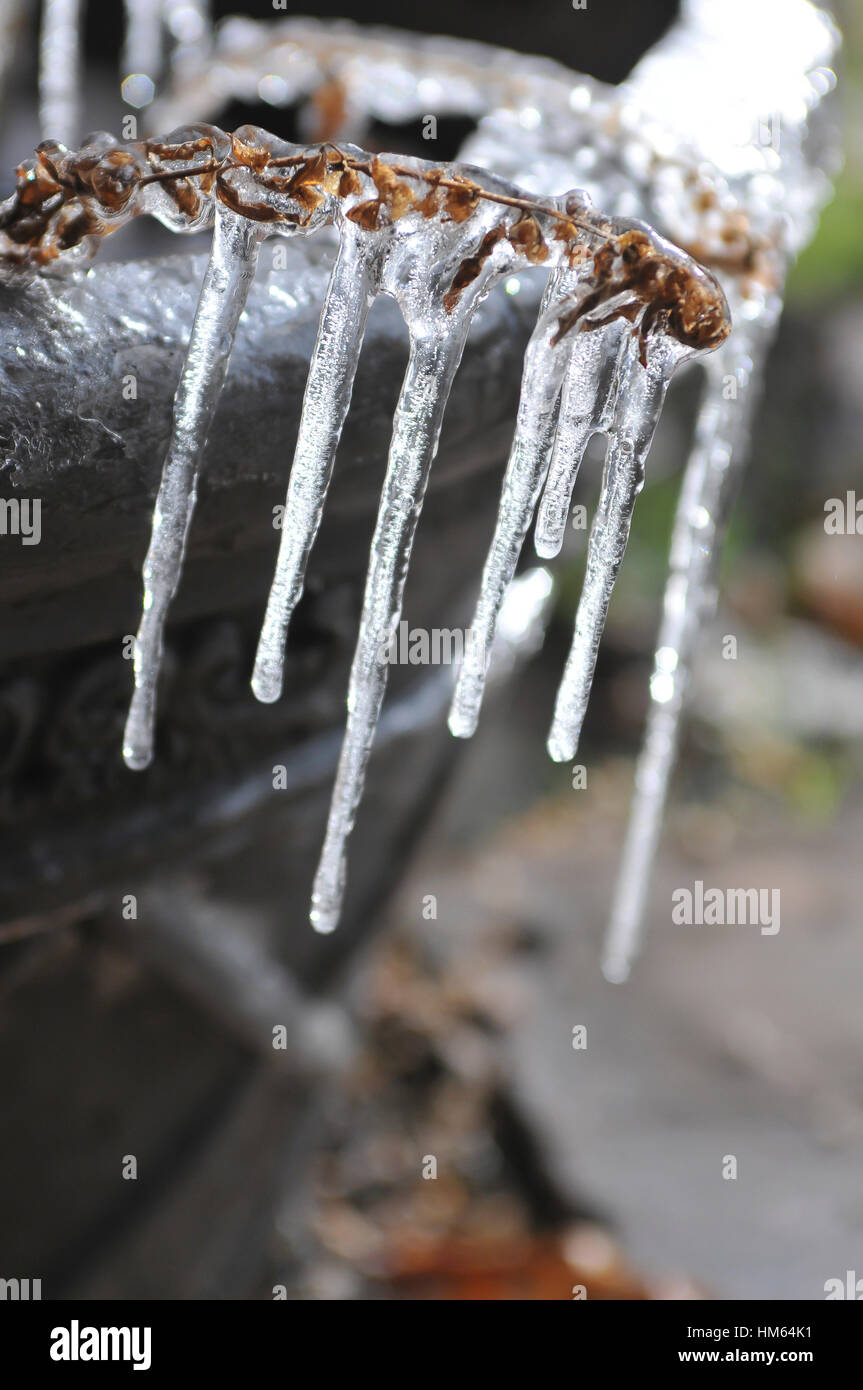 Icicles on outdoor flowering plant after freeze warning Stock Photo - Alamy