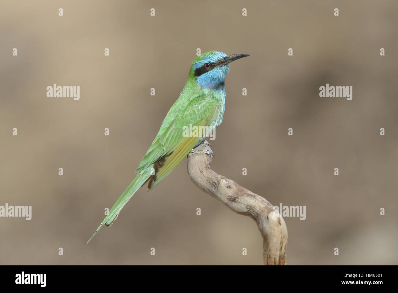 Little Green Bee-eater - Merops orientalis Stock Photo - Alamy
