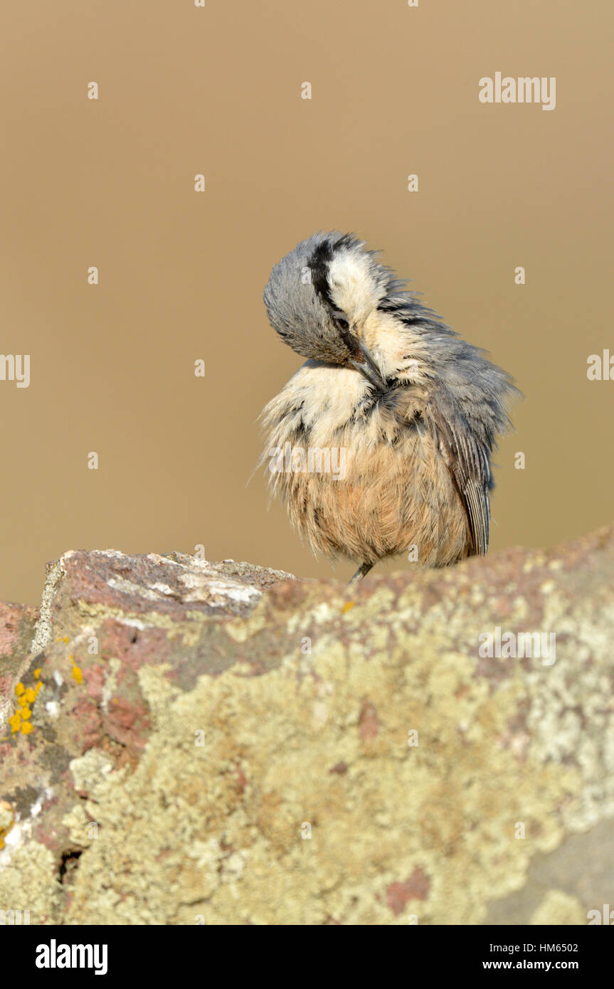 Eastern Nuthatch High Resolution Stock Photography and Images - Alamy