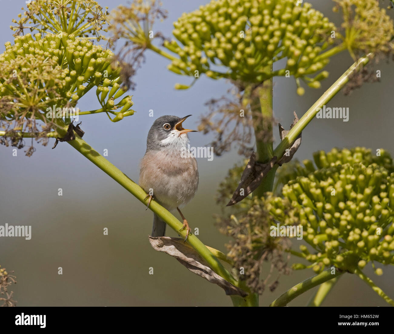 Spectacled Warbler - Sylvia conspicillata orbitalis - male Stock Photo ...