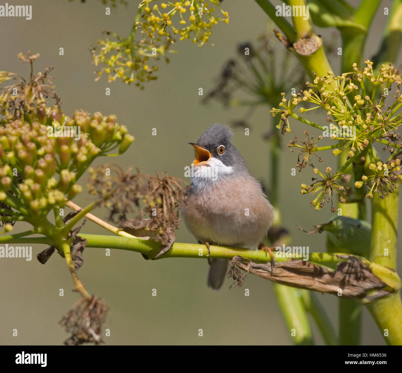 Spectacled Warbler - Sylvia conspicillata orbitalis - male Stock Photo ...