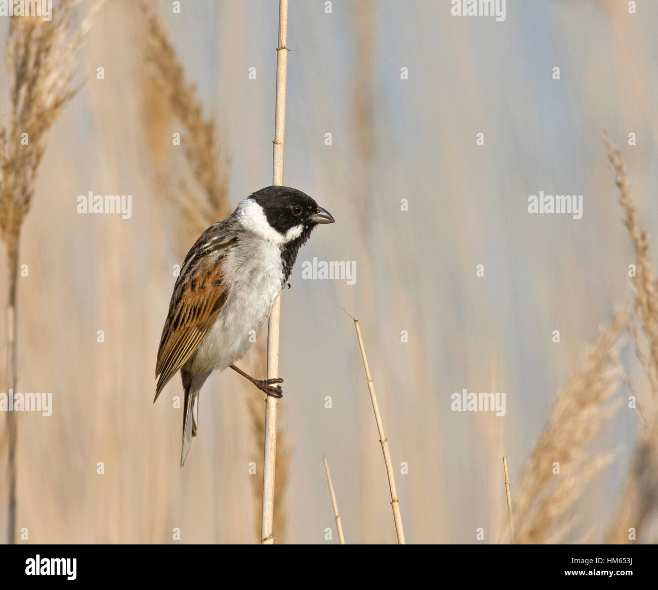 Spanish Reed Bunting - Emberiza schoeniclus lusitanica - male Stock ...