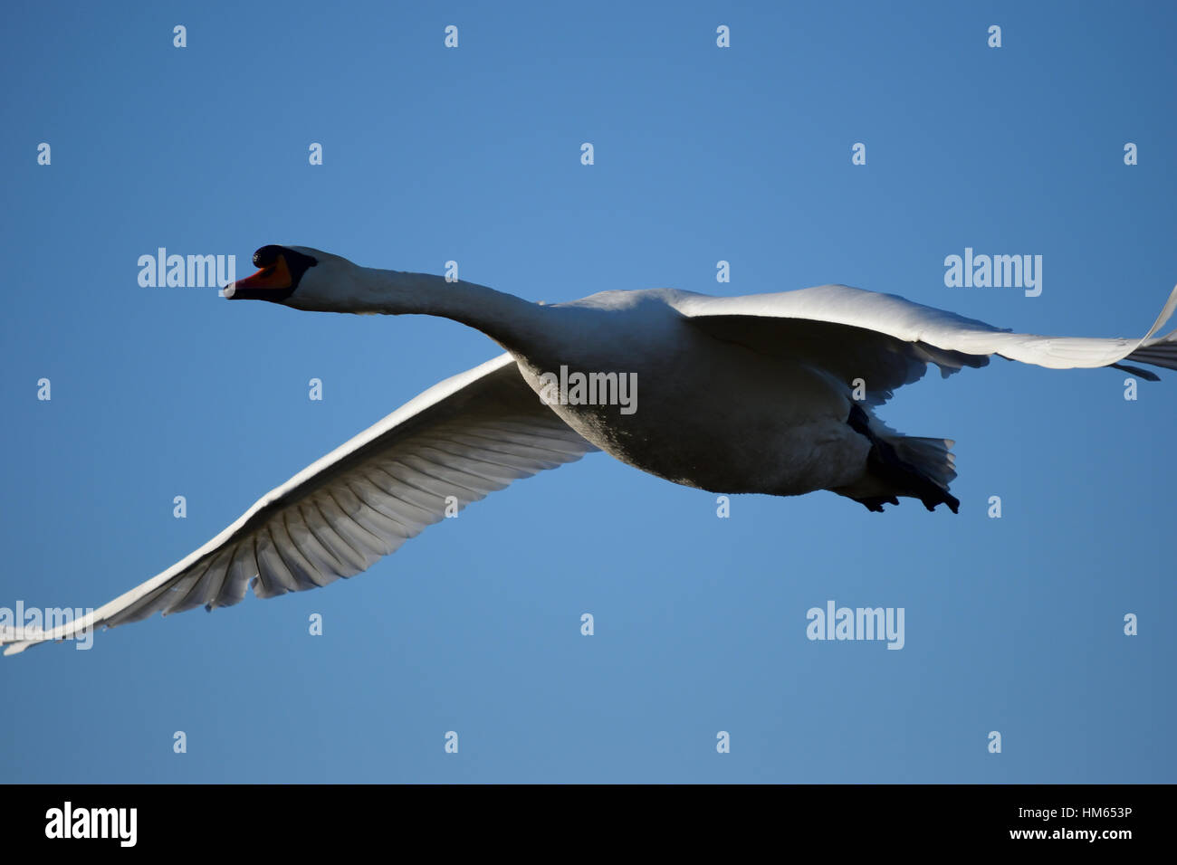 Swan Flight Overhead Stock Photo - Alamy