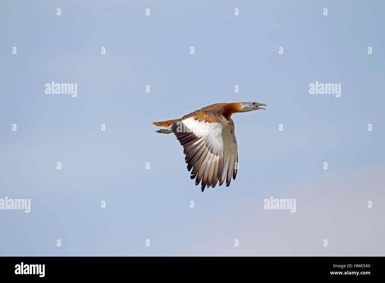 Great Bustard - Otis tarda - breeding male in flight Stock Photo - Alamy