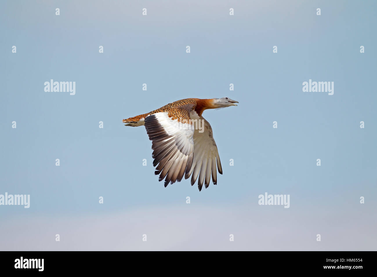 Great Bustard - Otis tarda - breeding male in flight Stock Photo - Alamy