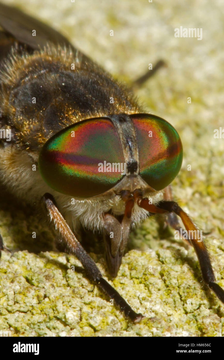 Marsh insects hi-res stock photography and images - Alamy