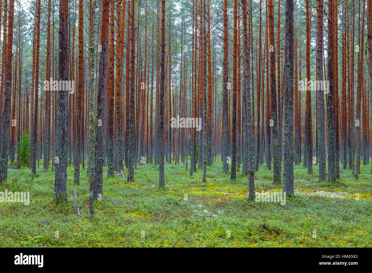 Straight trunks hi-res stock photography and images - Alamy