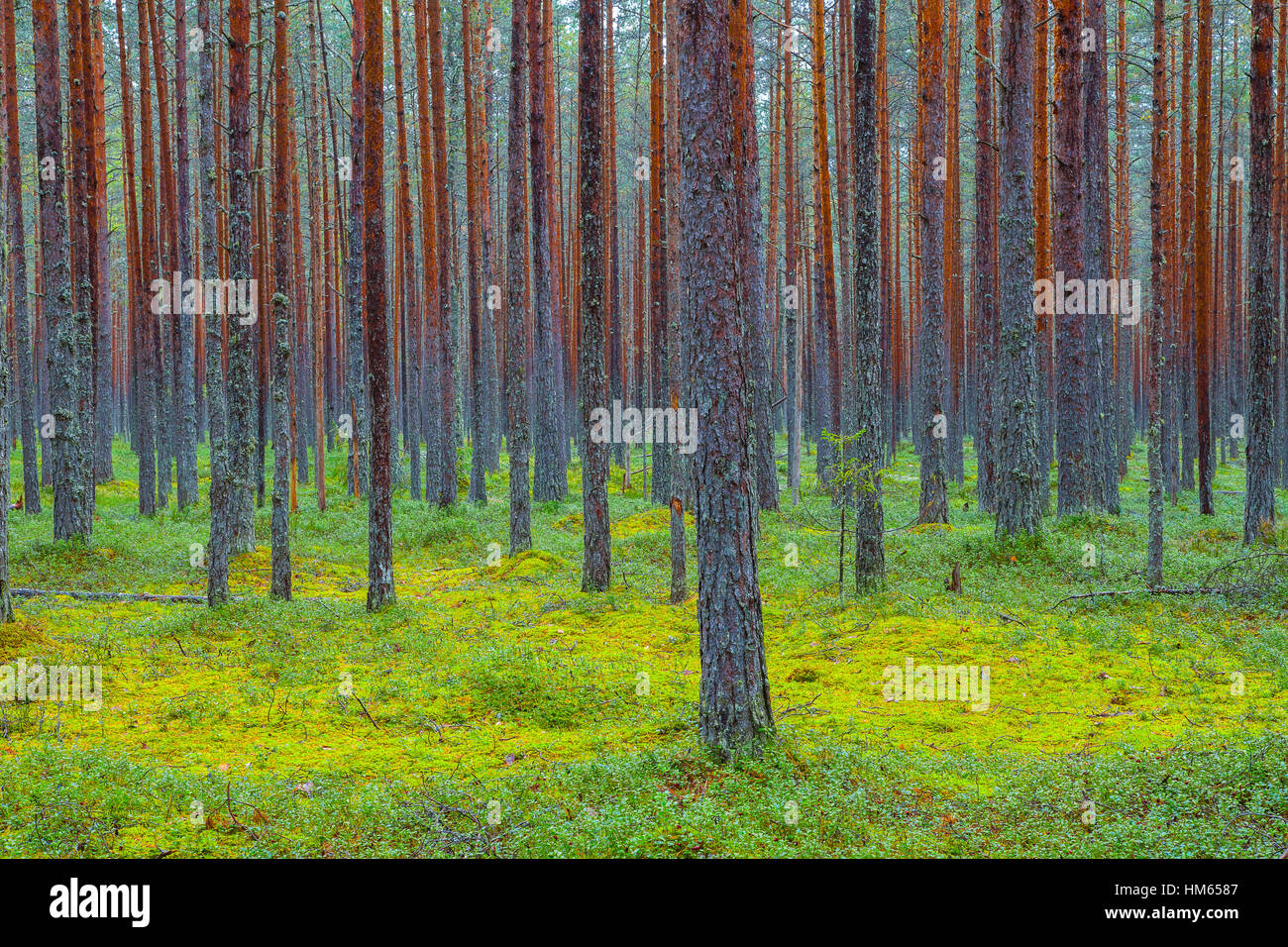 Straight trunks hi-res stock photography and images - Alamy