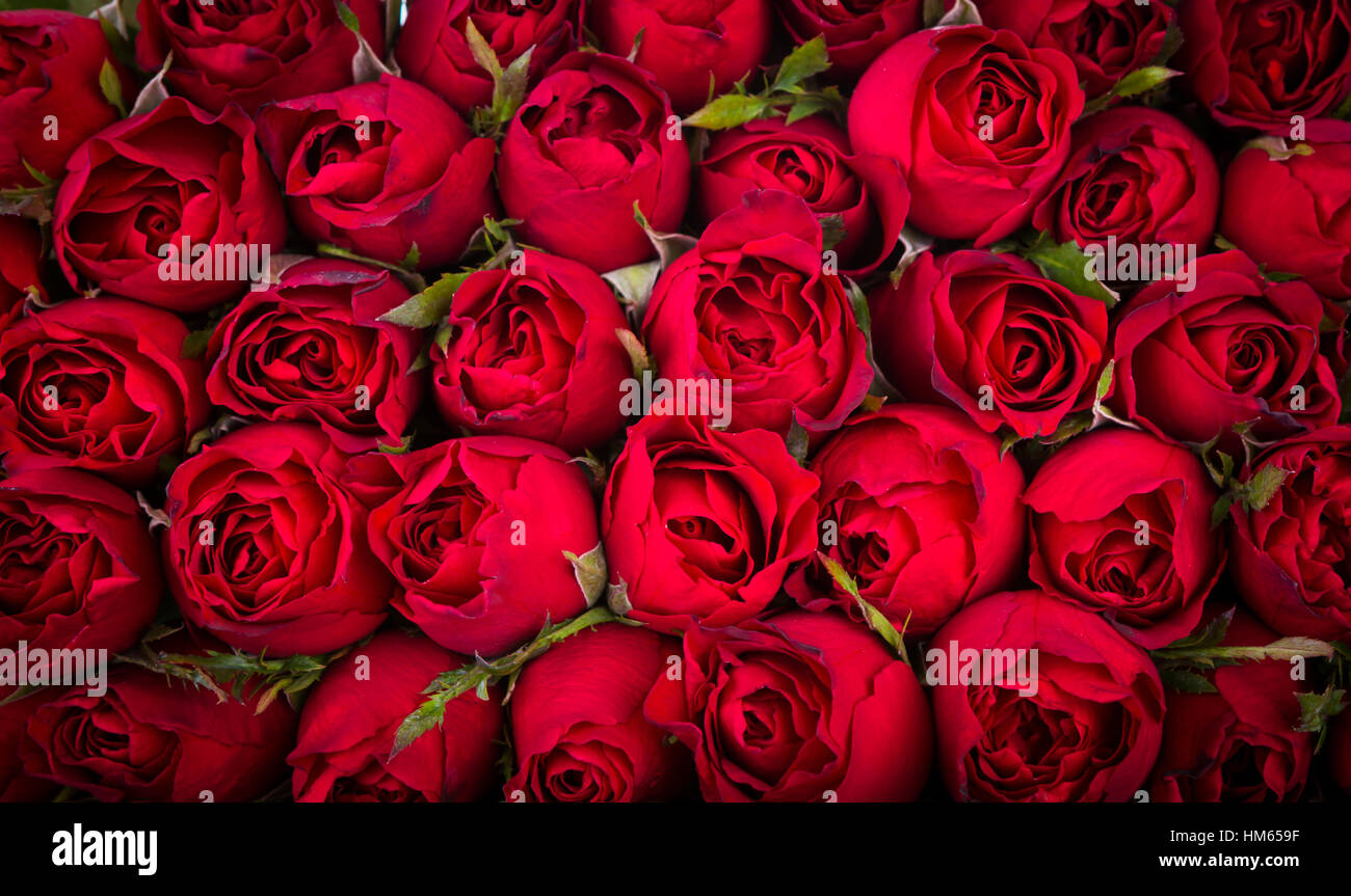 Red roses background Stock Photo - Alamy
