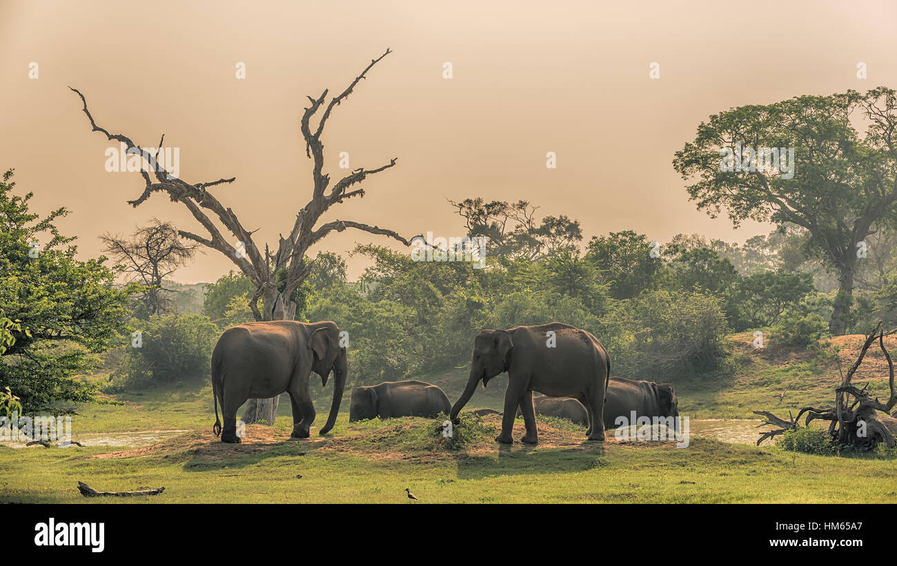 Sri Lanka: wild elephants in jungle, Yala National Park Stock Photo - Alamy
