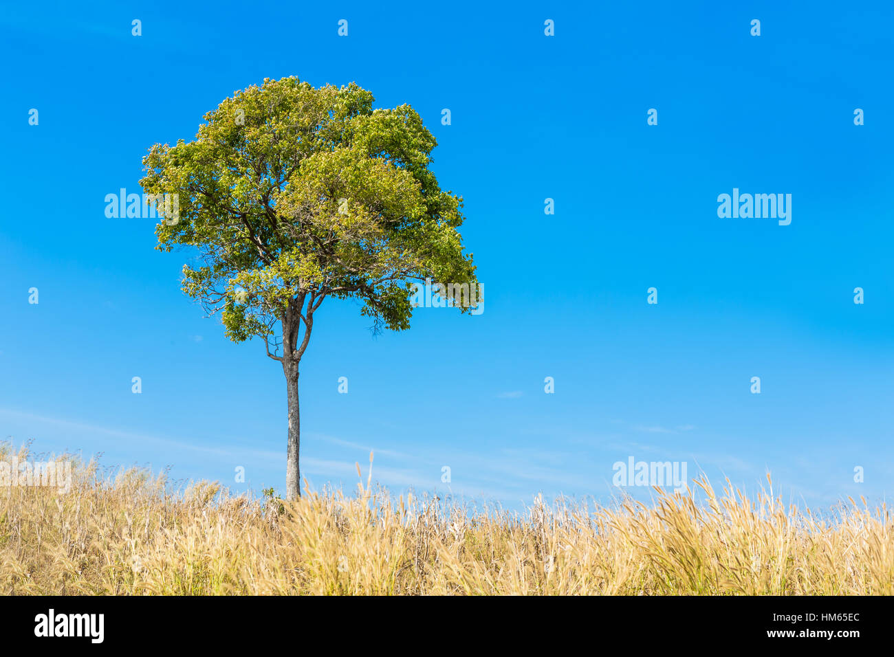 Summer landscape with sky, grass and tree Stock Photo - Alamy