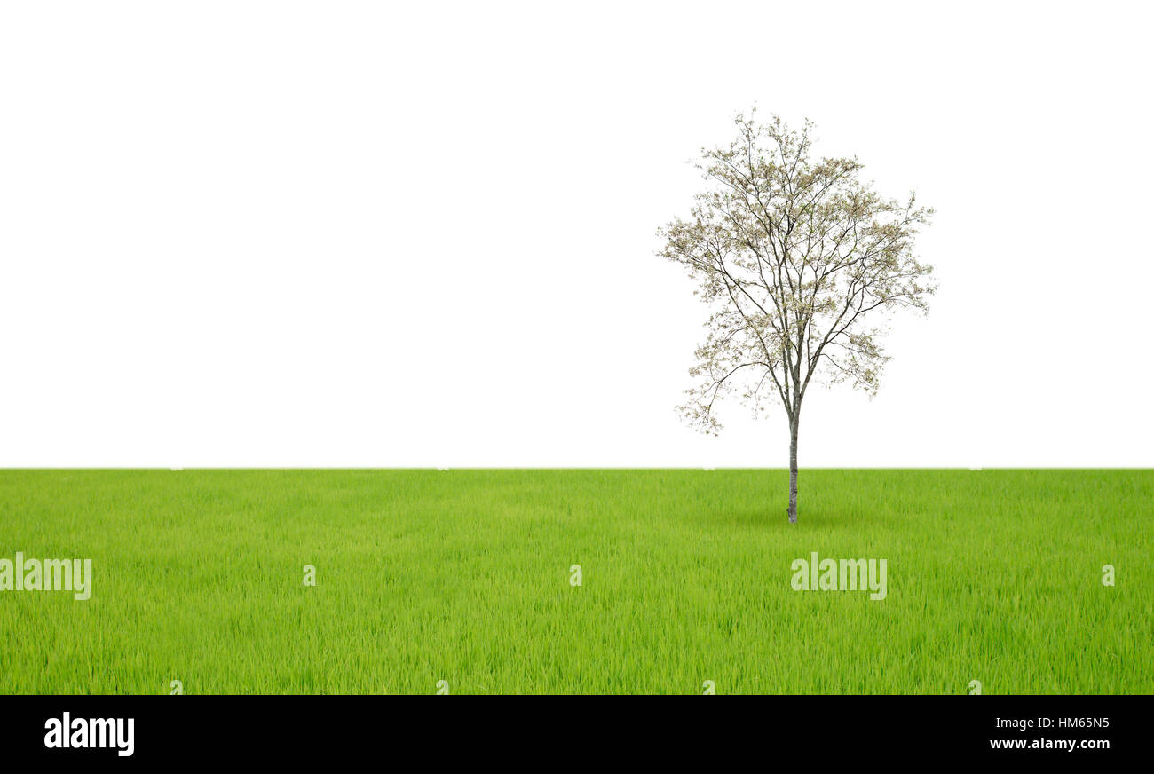 Field with green grass and tree on white background Stock Photo - Alamy