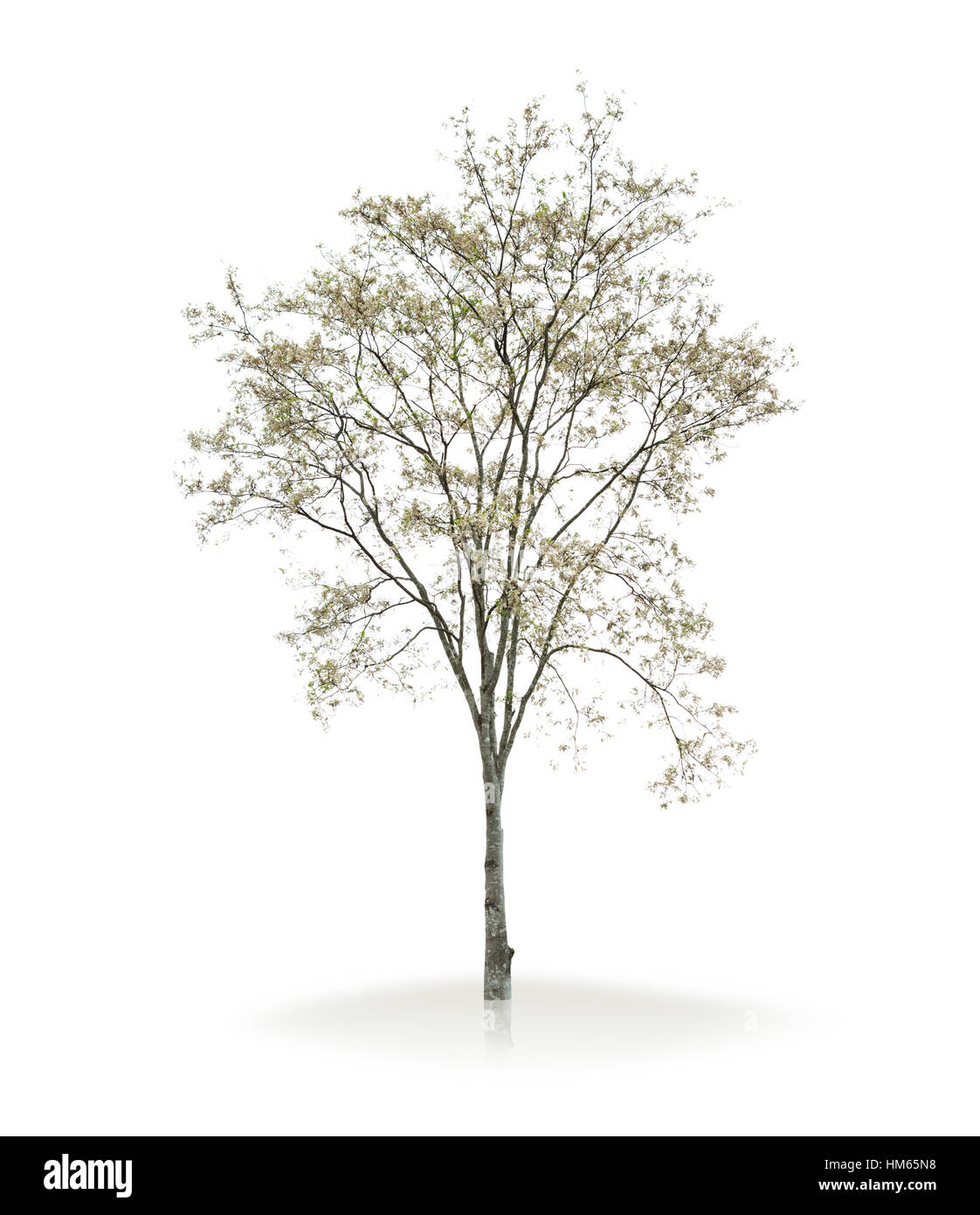 White tree isolated on white background Stock Photo - Alamy
