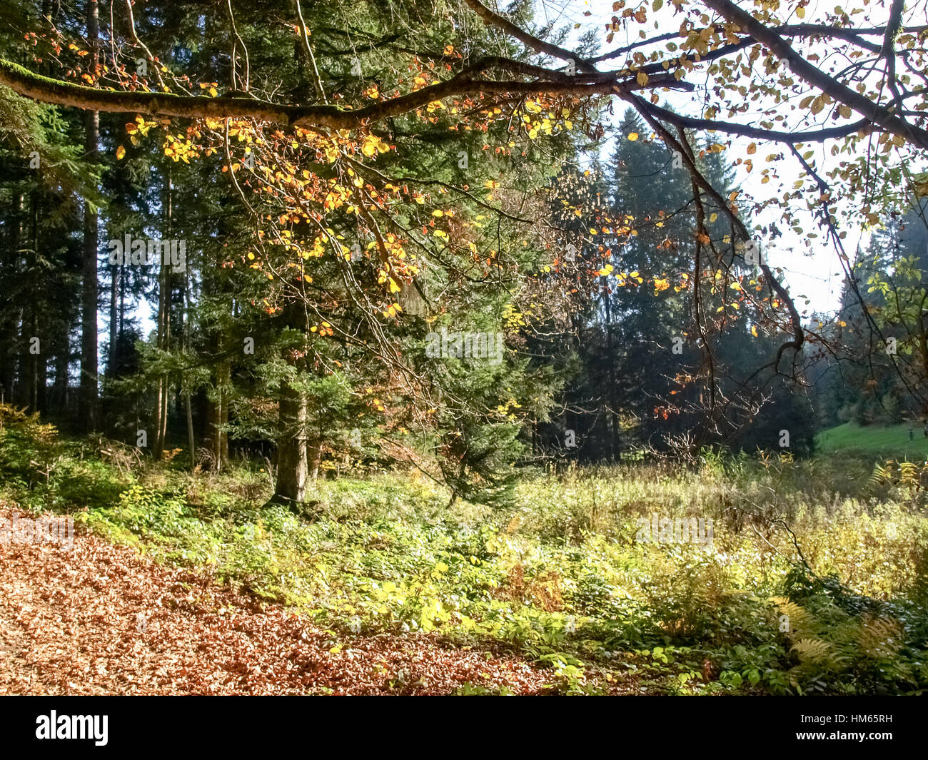 Scheidegg, Germany: reflections of light in the forest Stock Photo - Alamy
