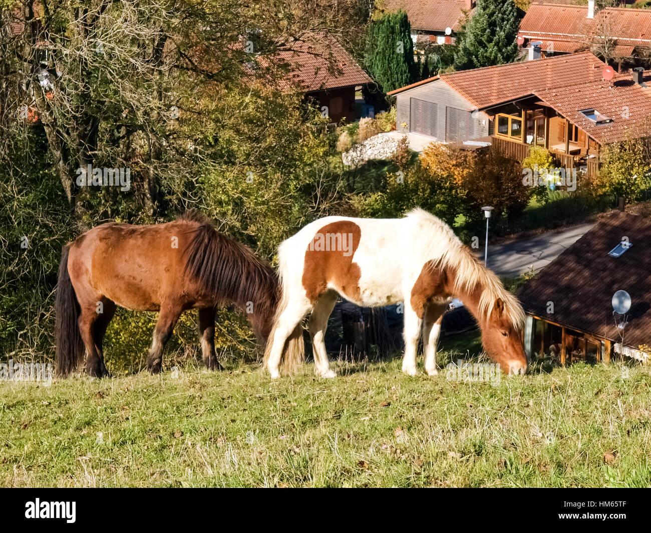Wolfegg, Germany: horses grazing on the hill Stock Photo - Alamy