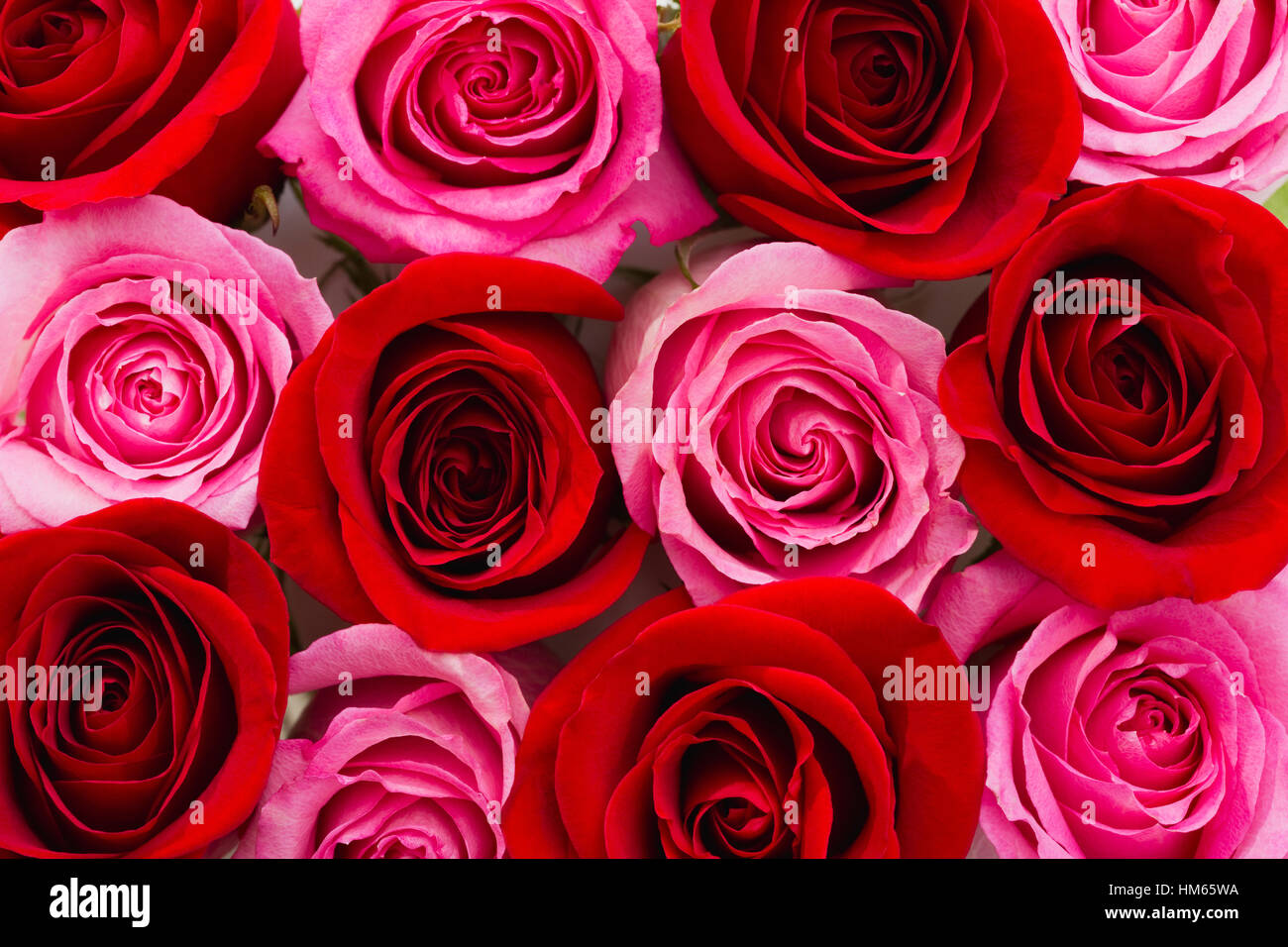 Abundance of pink and red roses Stock Photo - Alamy