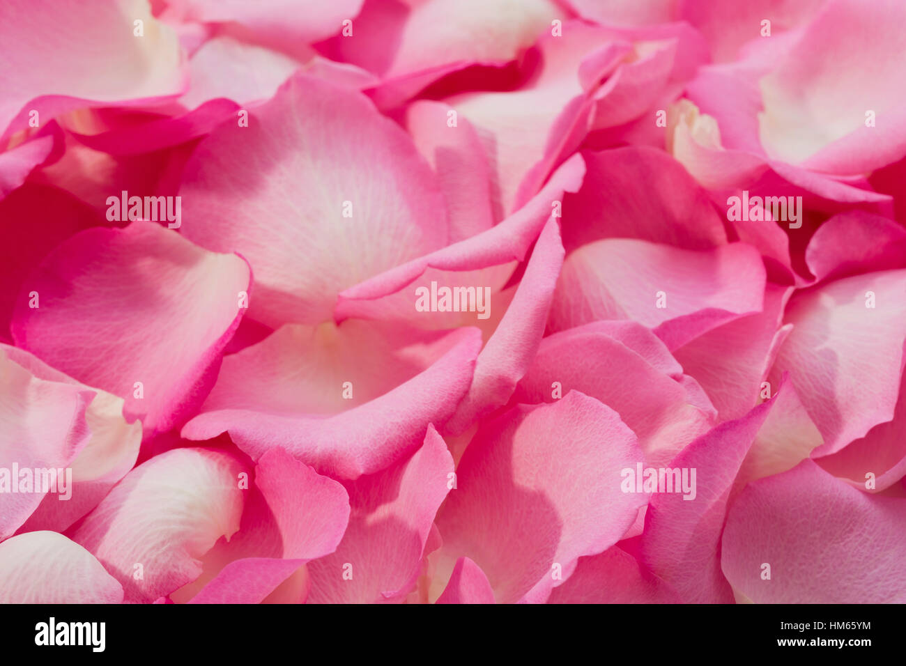 Pink petals of rose Stock Photo - Alamy