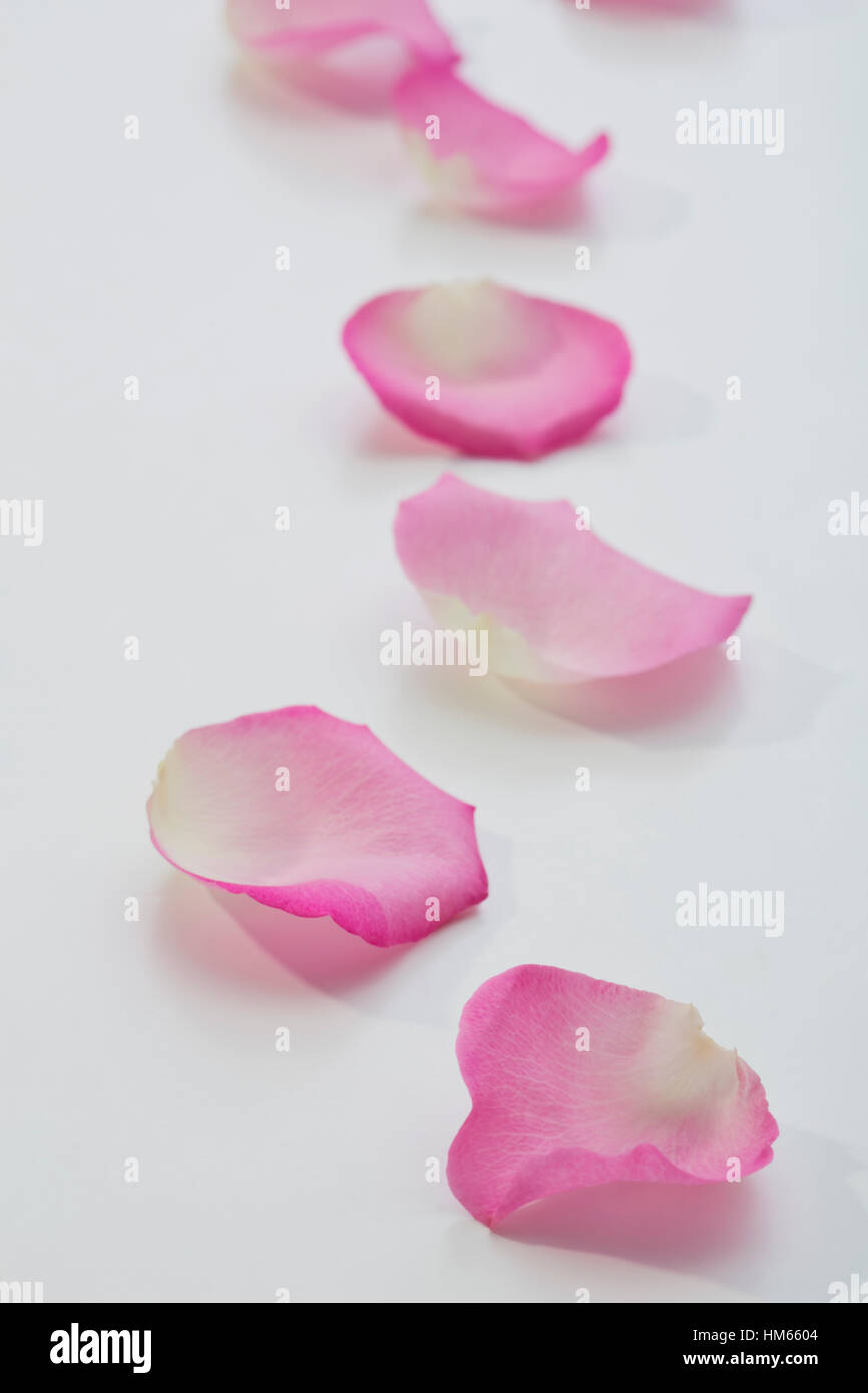 Pink petals of rose Stock Photo - Alamy