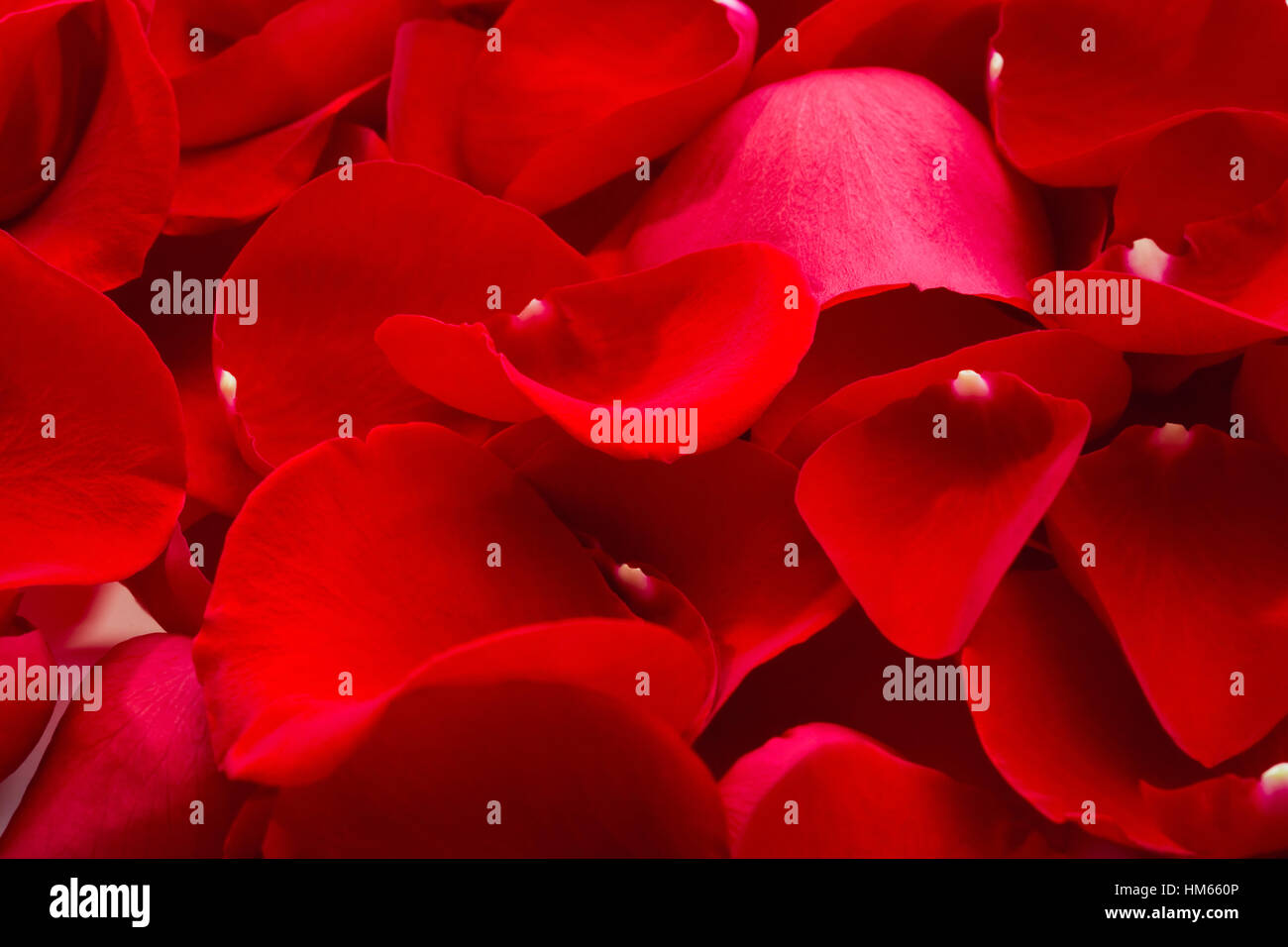 Red petals of rose Stock Photo - Alamy