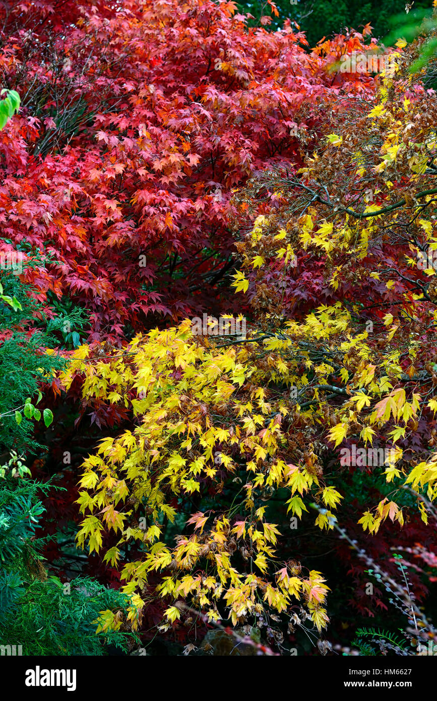 Acer palmatum leaves hi-res stock photography and images - Alamy