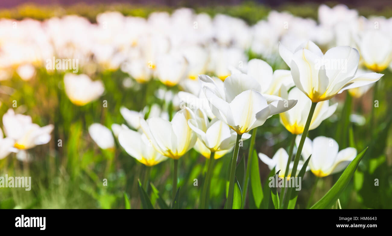 White tulip flowers in spring garden. Closeup photo with selective ...