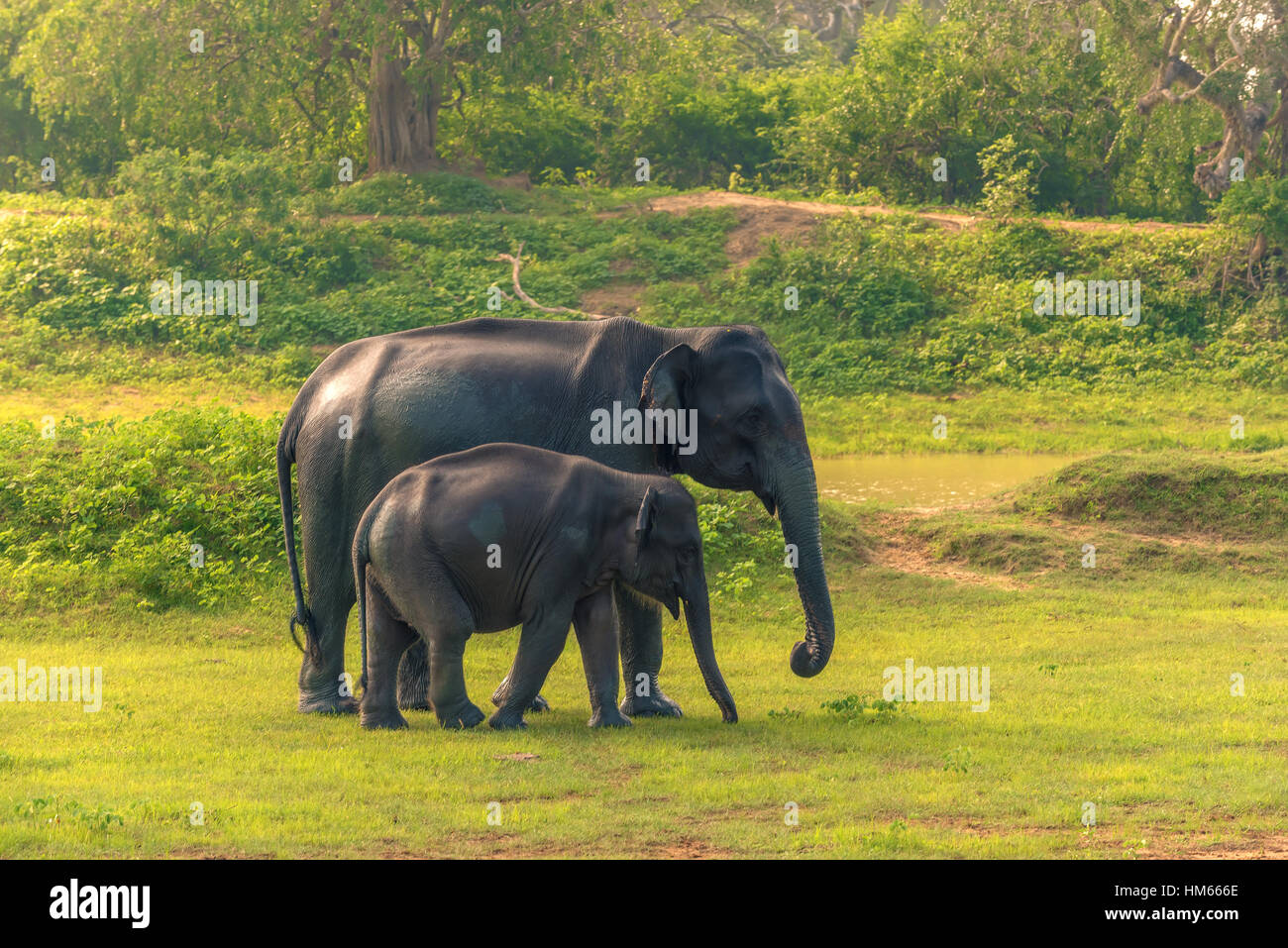 Sri Lanka: wild elephants in jungle, Yala National Park Stock Photo - Alamy
