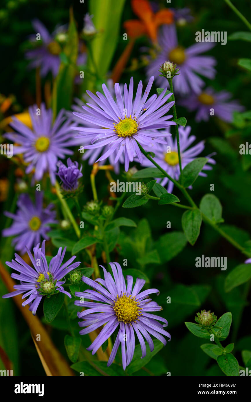 Aster frikartii ‘monch’ hi-res stock photography and images - Alamy
