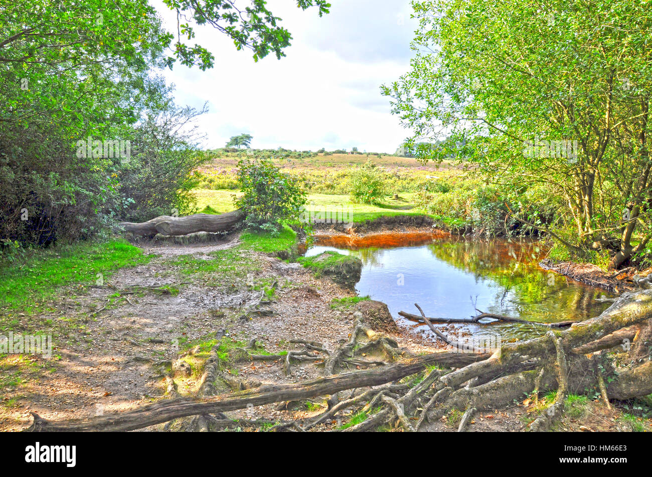 New Forest Stream and heathland near Puttles bridge in the New Forest ...