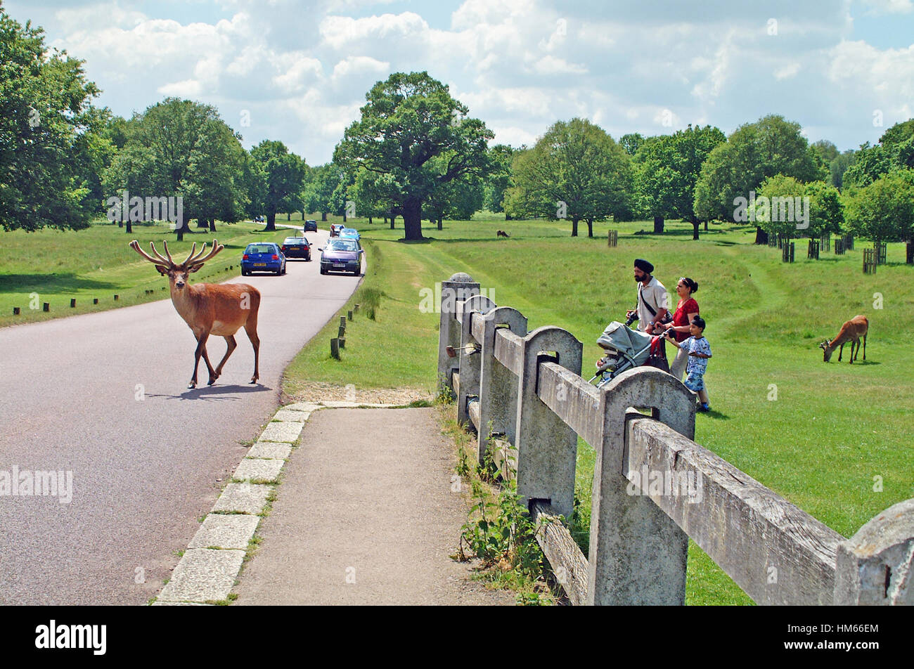 Fallow deer stag crossing bridge in Richmond park , England Stock Photo ...
