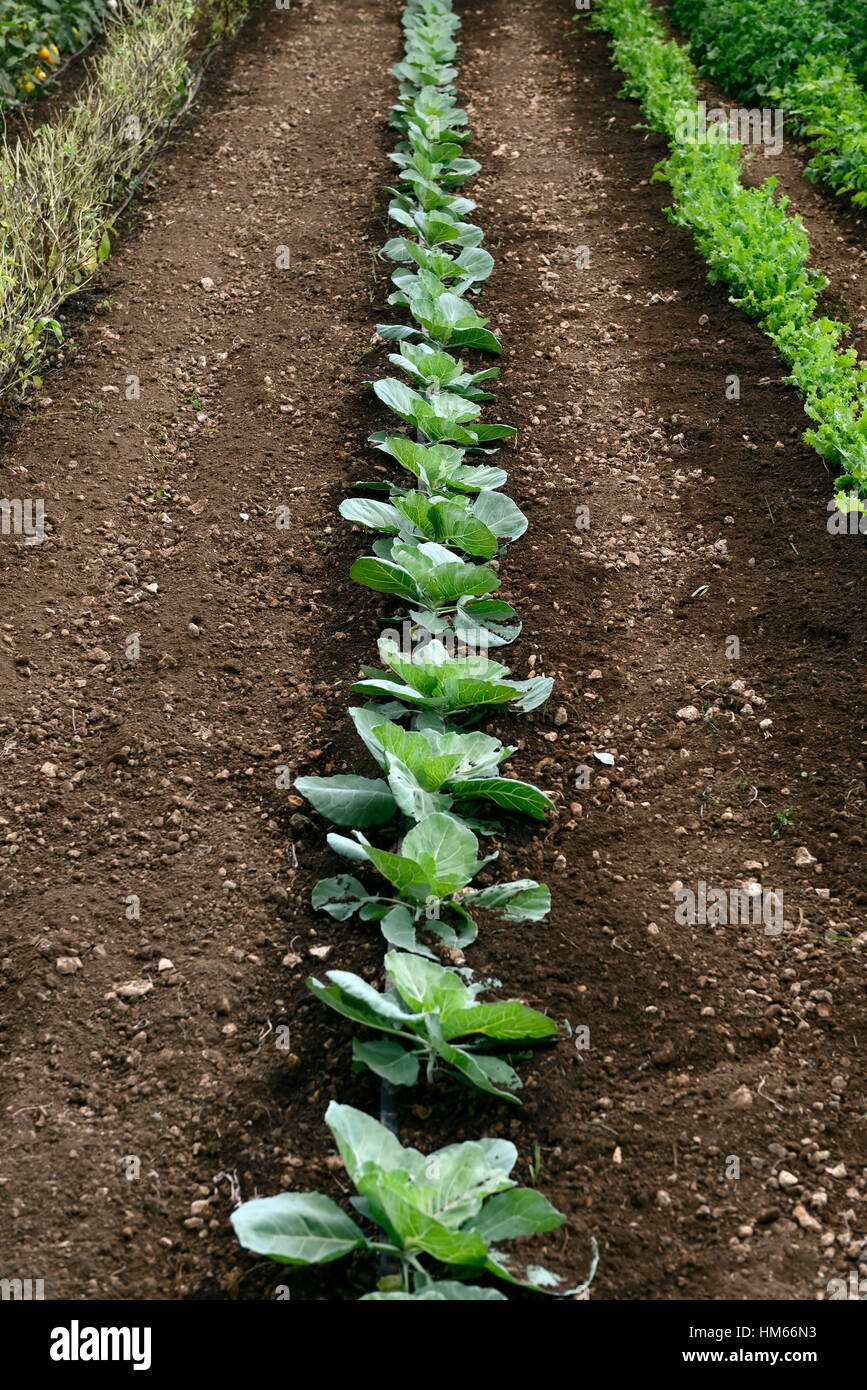 Irrigation line hi-res stock photography and images - Alamy