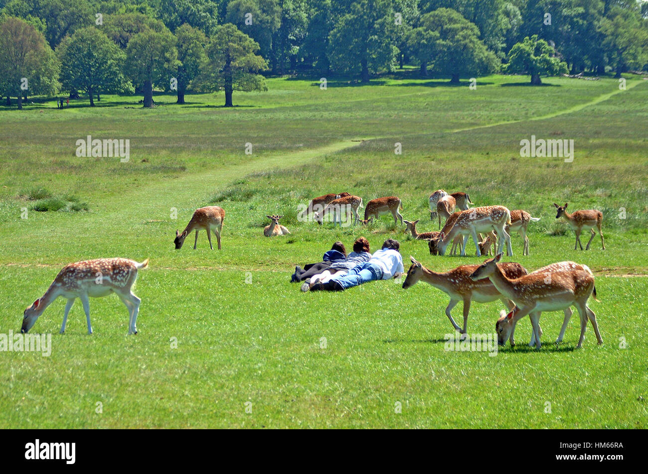 Family laying on grass with a herd of Fallow deer in Richmond park ...